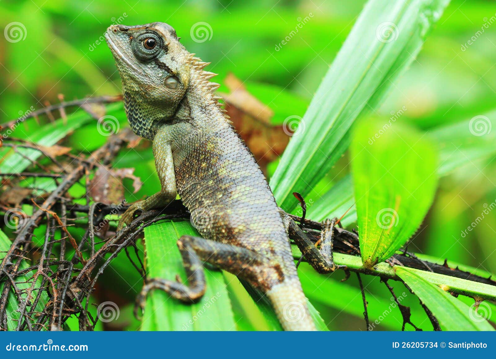 Lizard Thailand discover stock photo. Image of thailand - 26205734