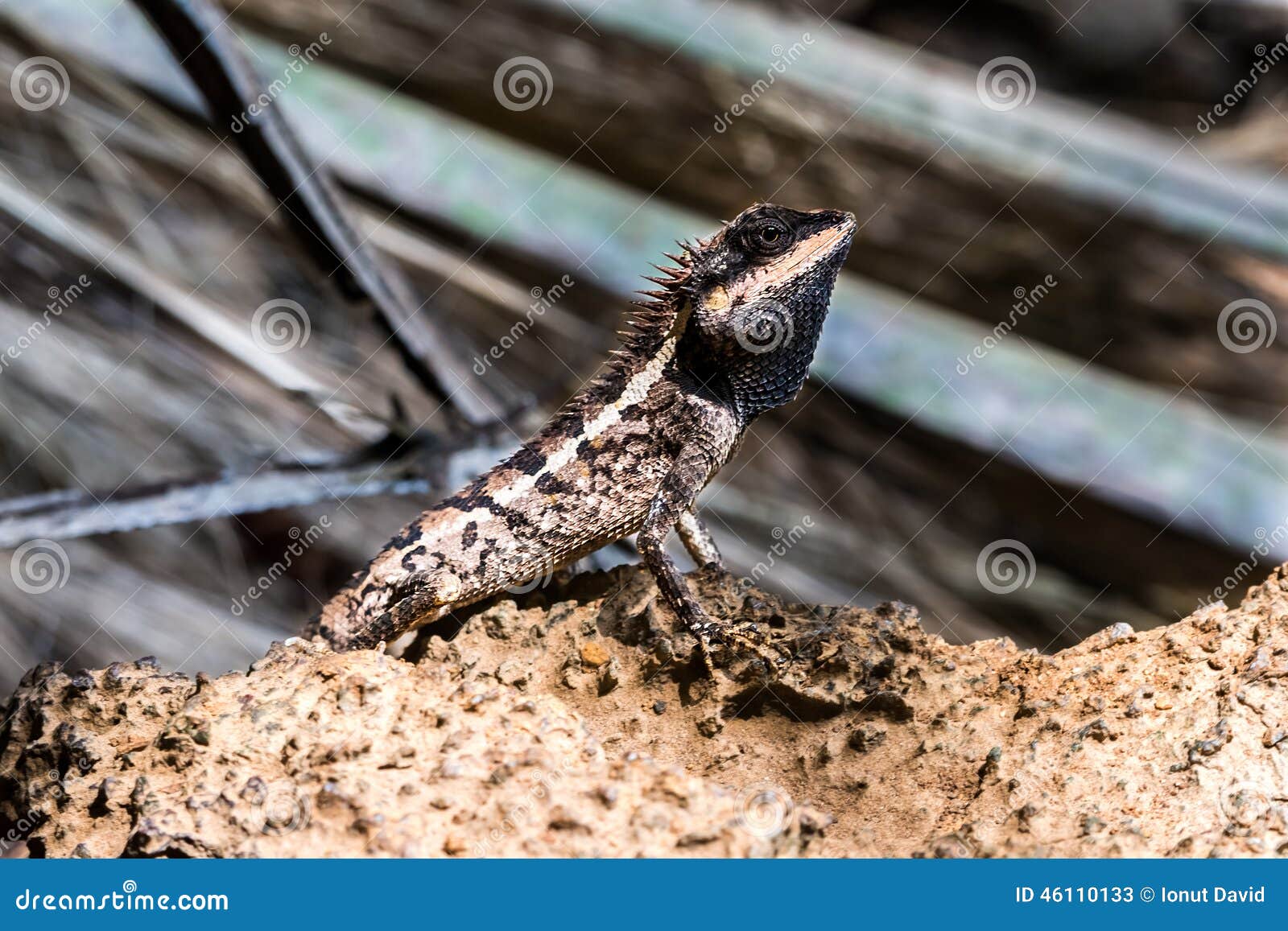 Lizard from Thailand stock image. Image of colorful, chameleon - 46110133