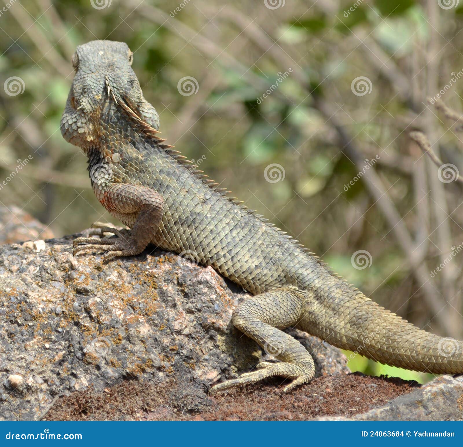 Lizard with Thick Scales Warming Up on Hot Rock Stock Photo - Image of ...