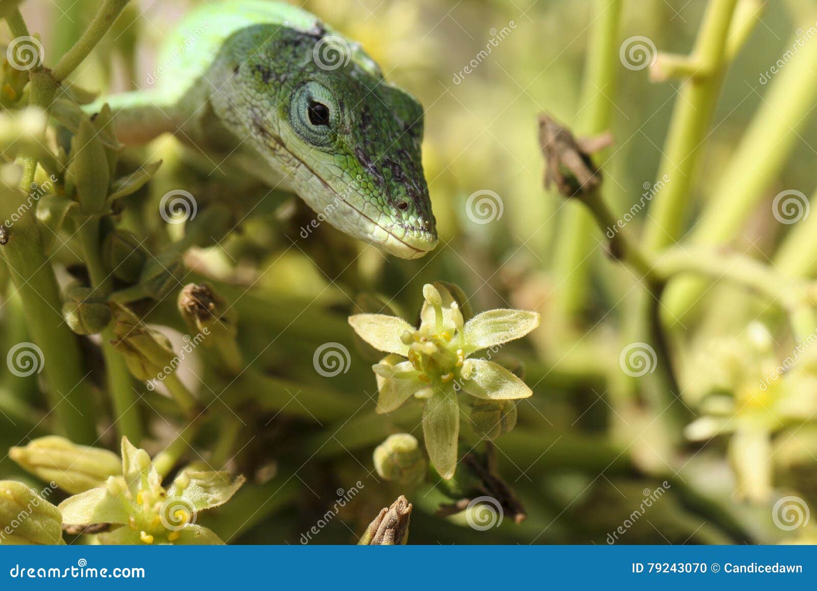 Lizard Thinking stock photo. Image of macro, growth, stamen - 79243070