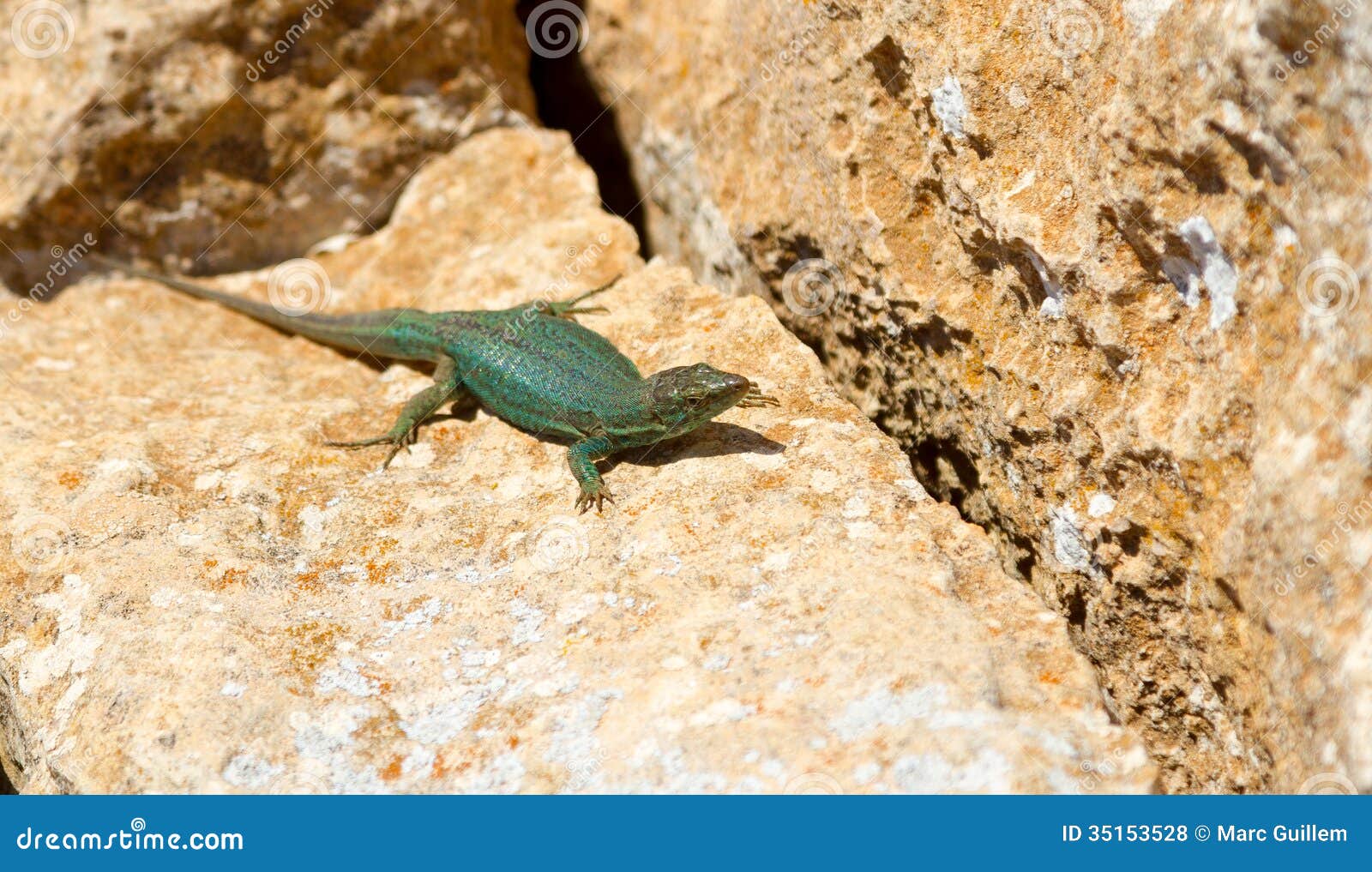Lizard stock photo. Image of ibiza, lizard, lizards, spain - 35153528