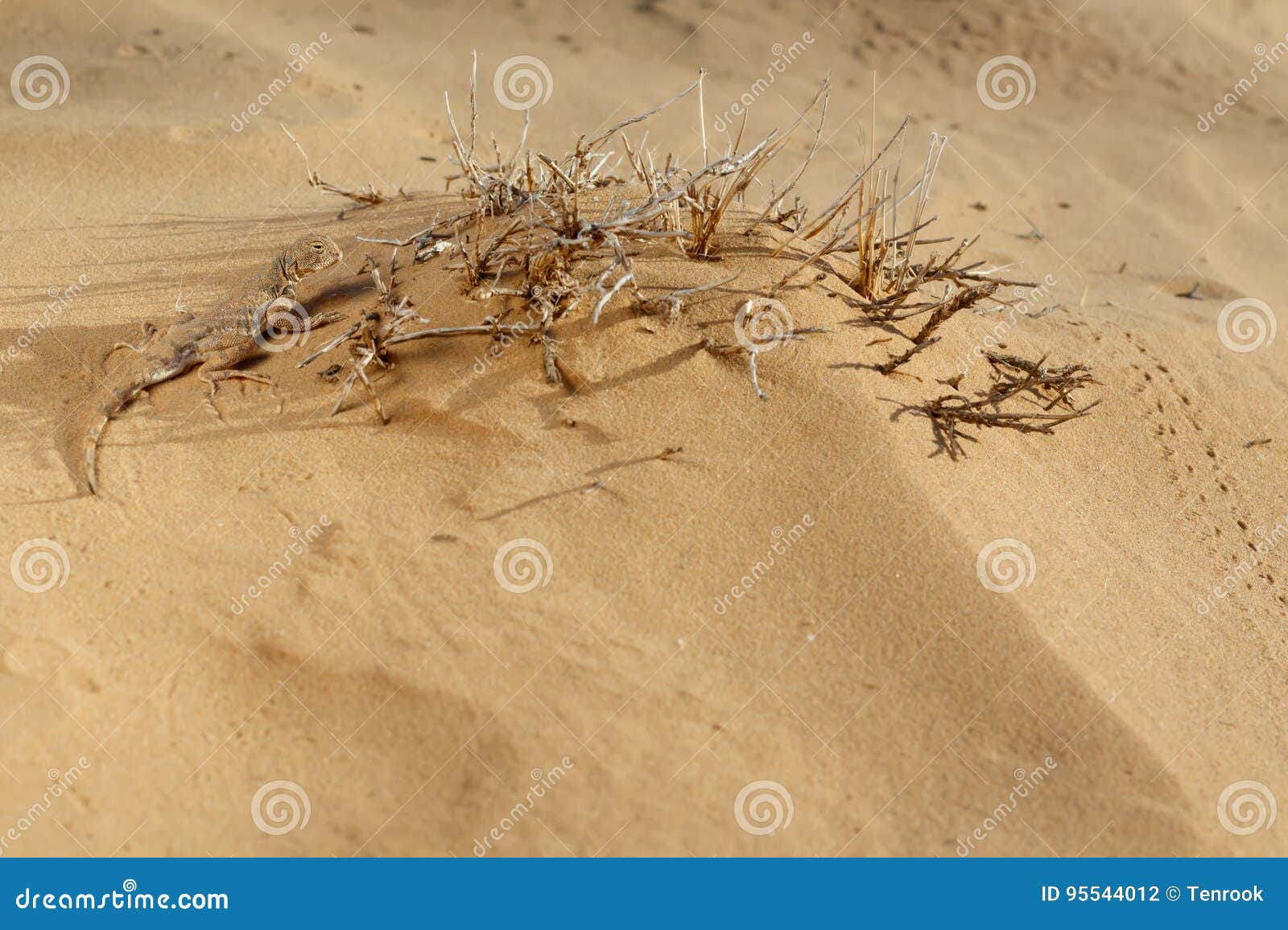 Lizard Toadhead Agama in the Sand Dunes in the Evening. Stock Photo ...