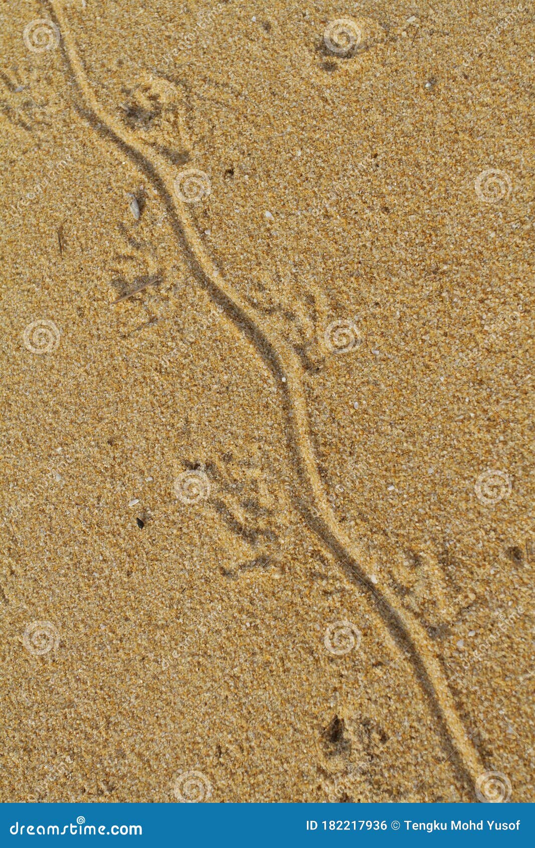 Lizard track on the beach stock photo. Image of creating - 182217936