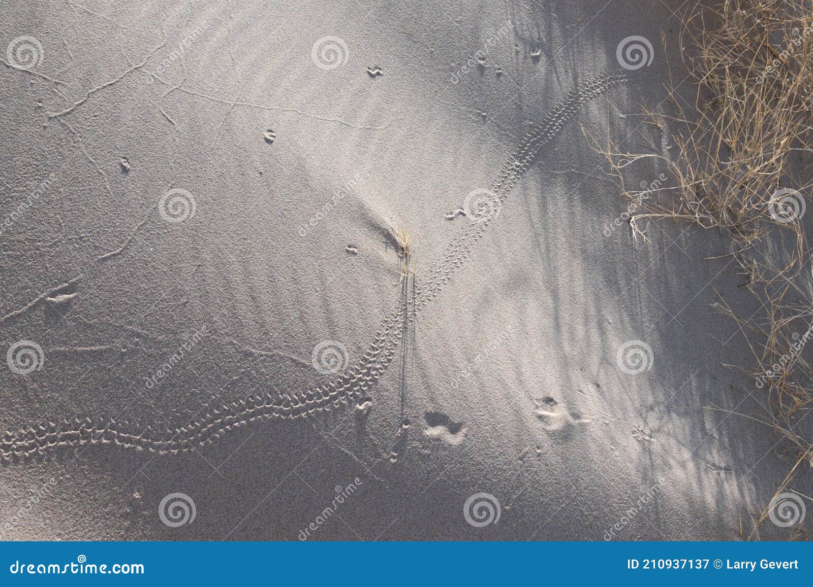 Lizard tracks in the sand stock image. Image of drifted - 210937137