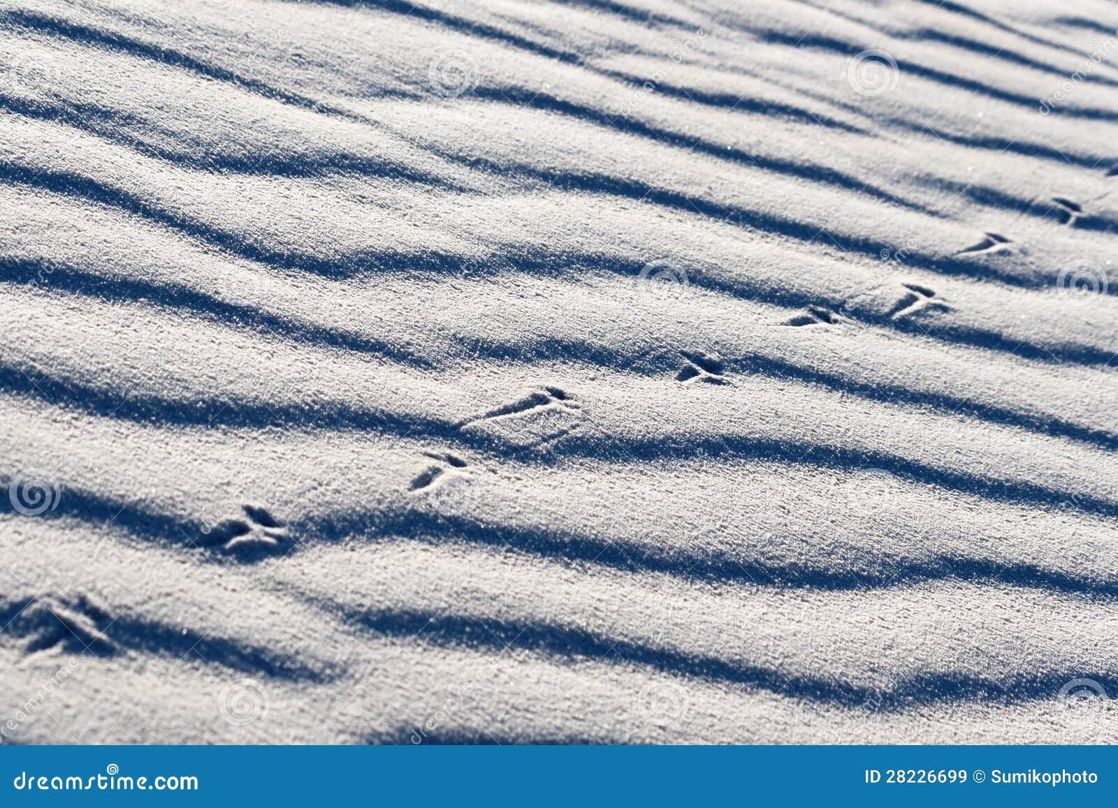 Lizard Tracks on White Sands Stock Image - Image of reptile, feet: 28226699