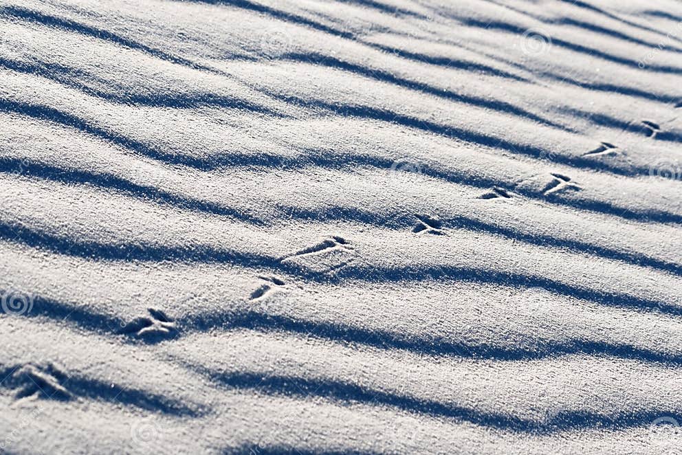 Lizard Tracks on White Sands Stock Image - Image of reptile, feet: 28226699