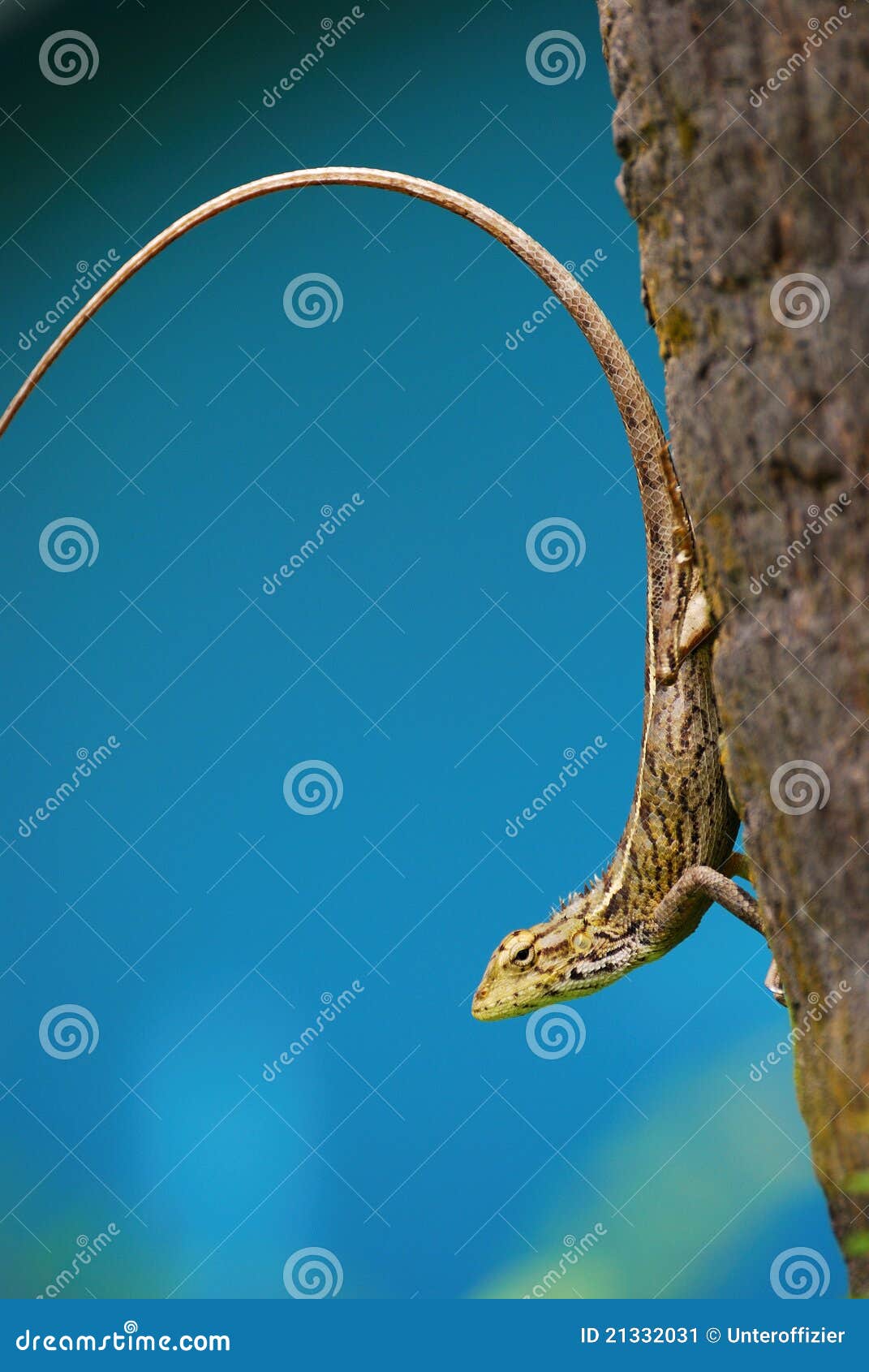 Lizard on a tree stock image. Image of biology, tail - 21332031