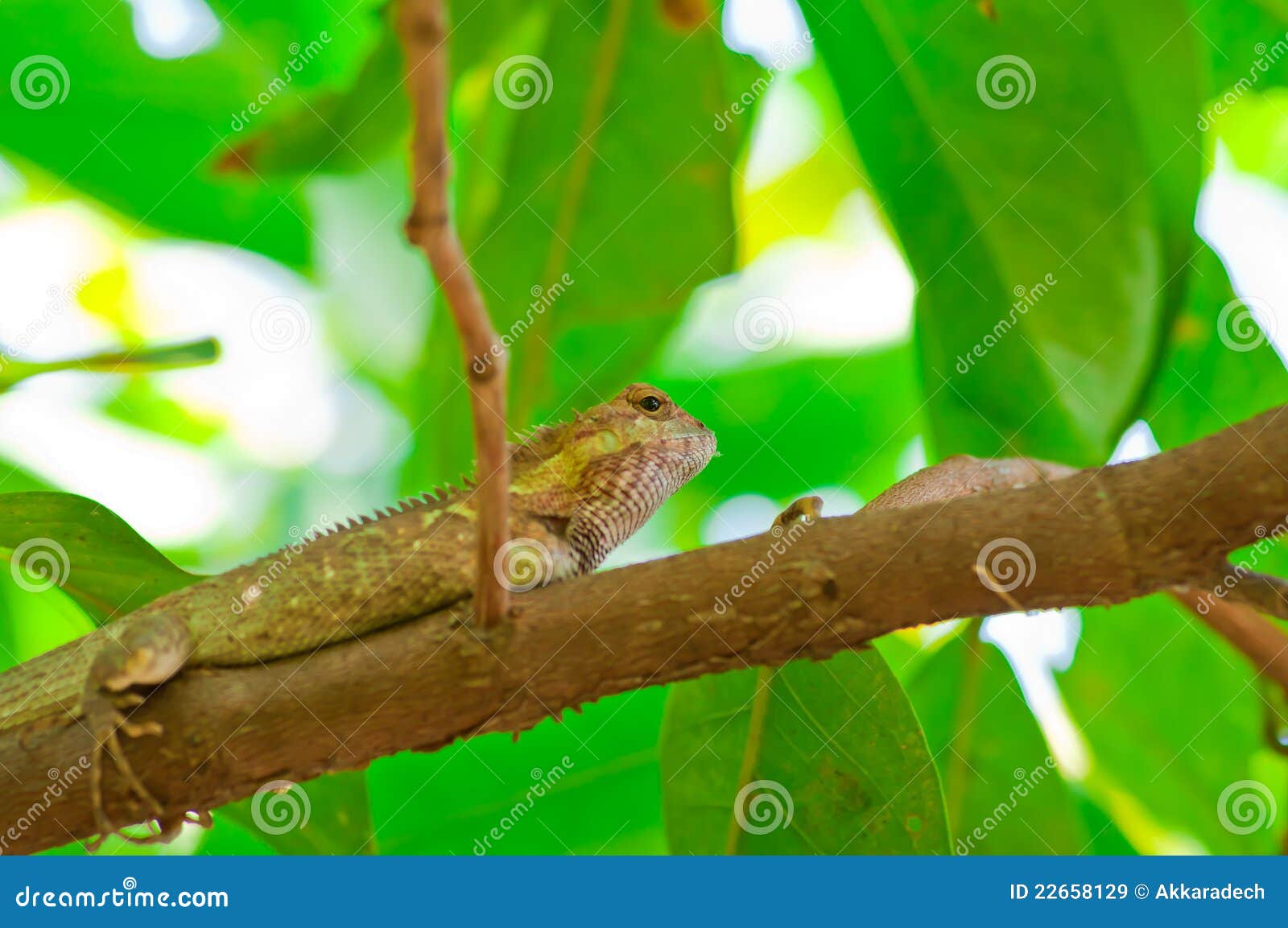 Lizard on the tree stock image. Image of wildlife, nature - 22658129