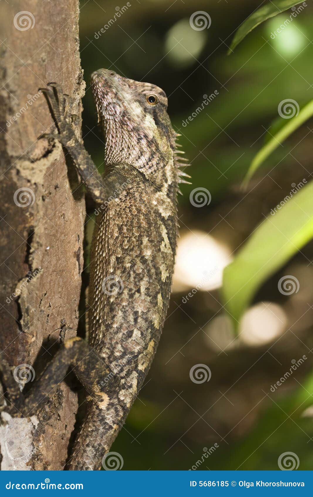 Lizard on the tree stock image. Image of reptile, leaves - 5686185