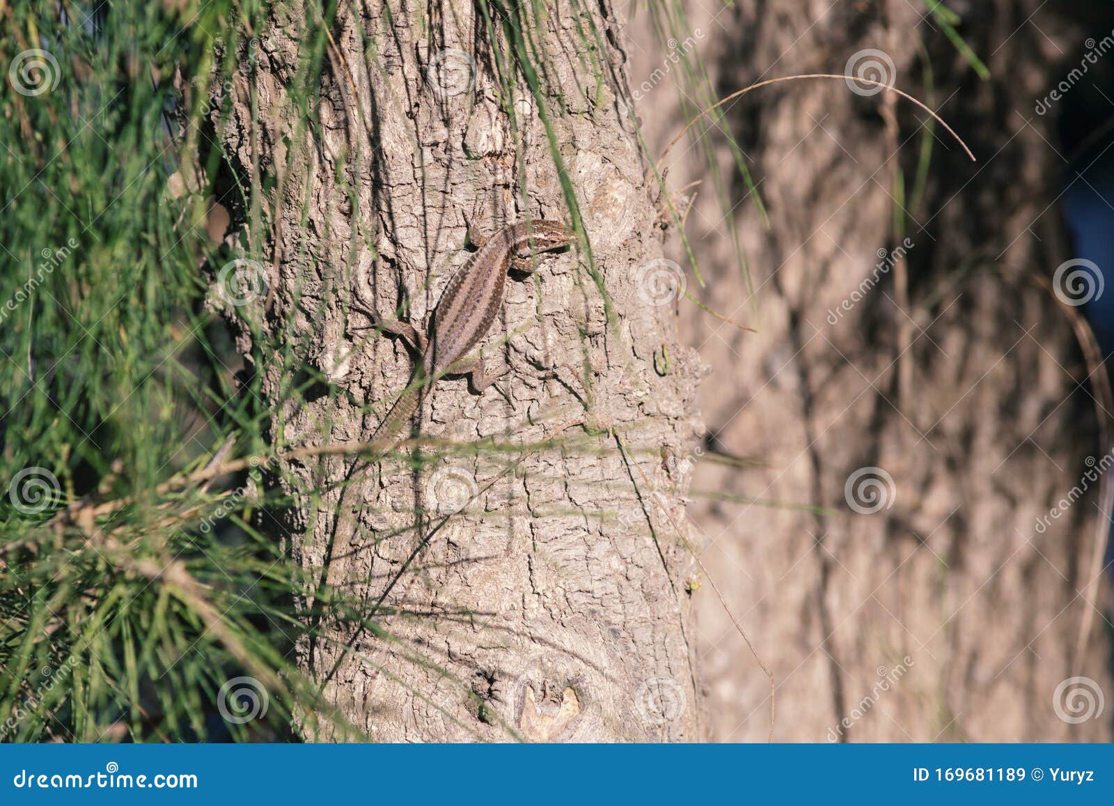 Lizard on tree stock image. Image of needle, pine, green - 169681189