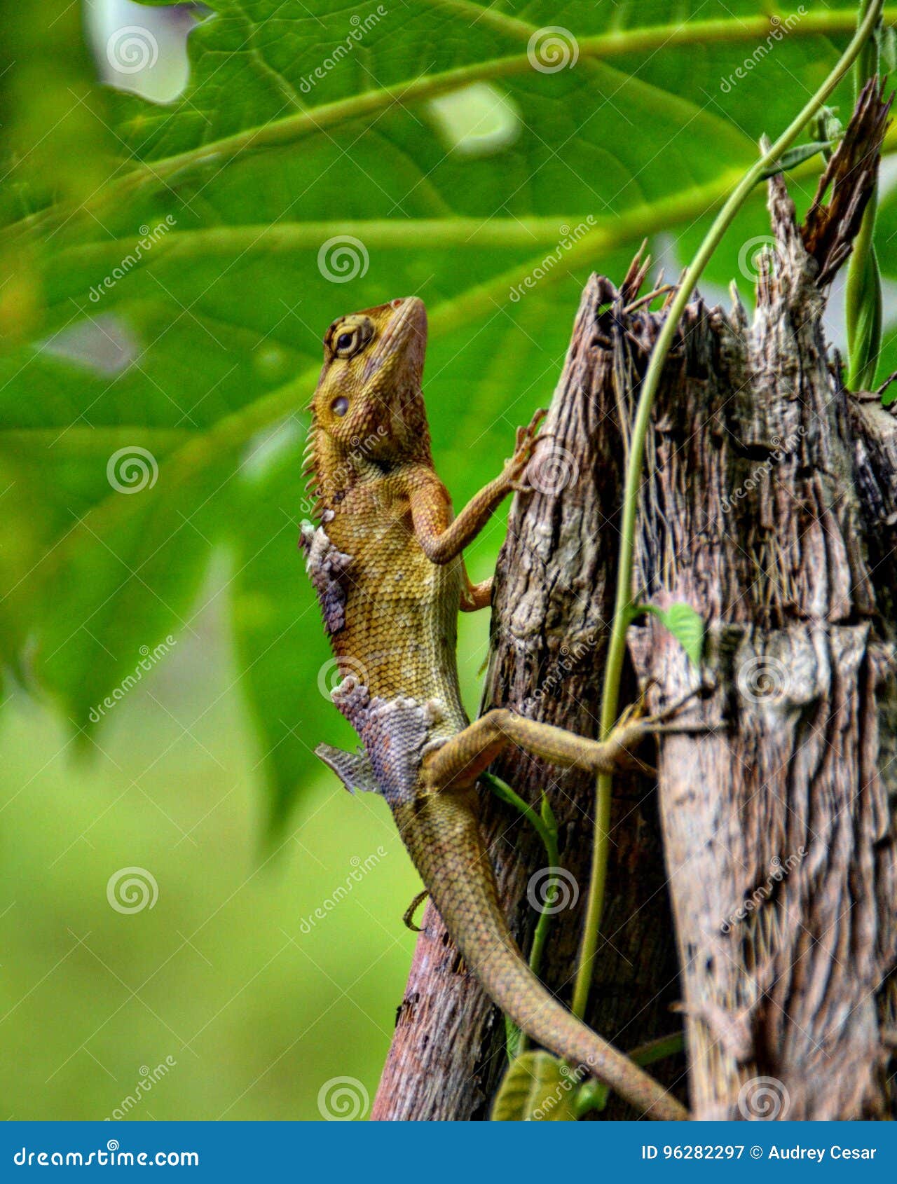 Lizard stock image. Image of branch, moult, reptile, animals - 96282297