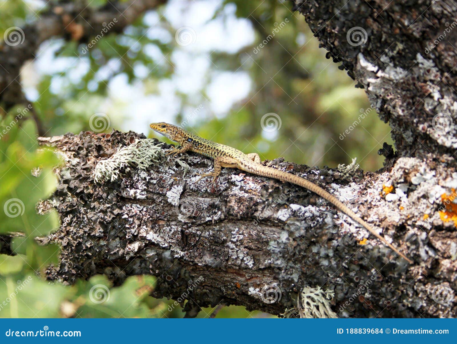 Lizard on a tree branch stock photo. Image of green - 188839684