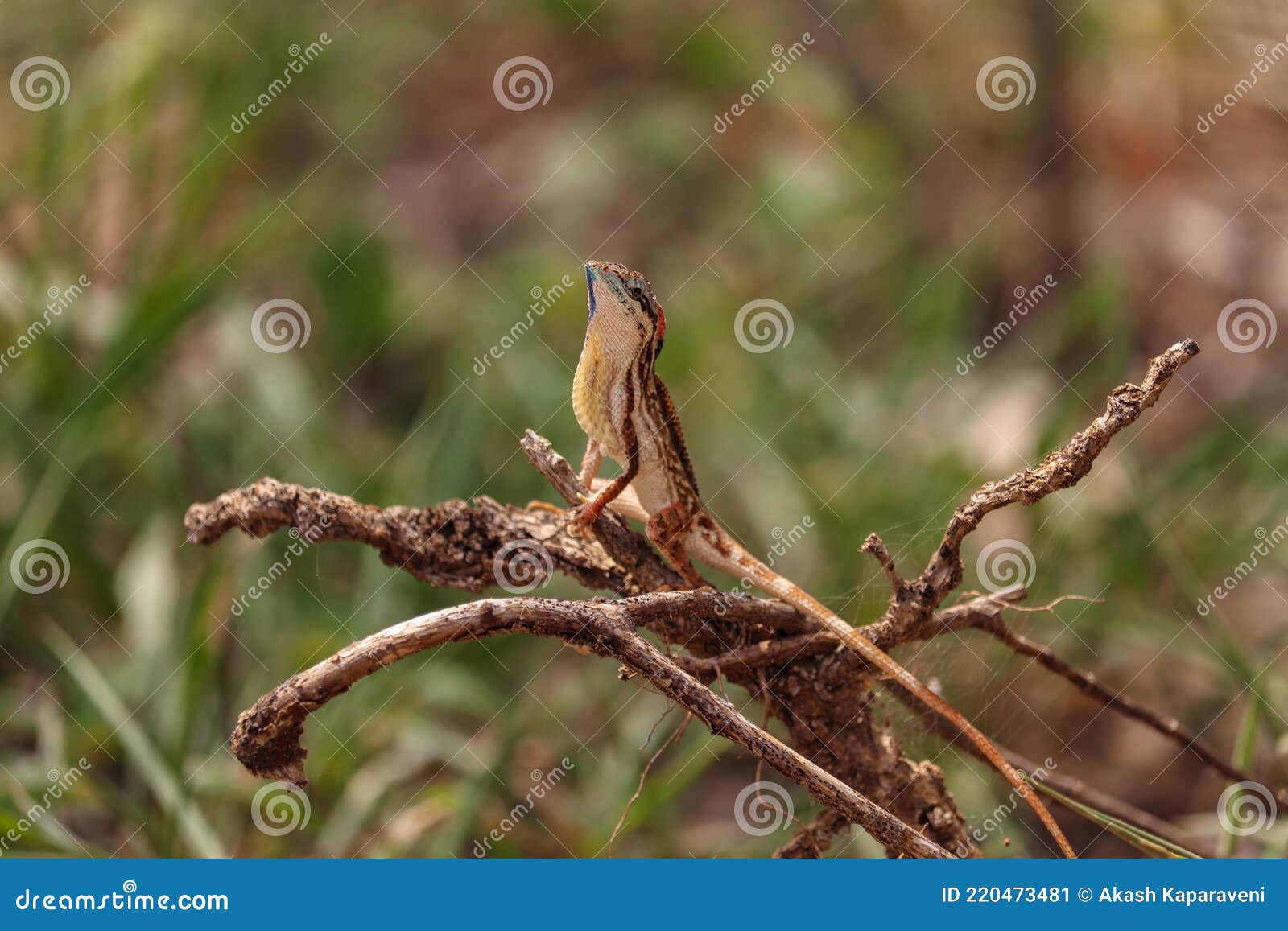 Lizard on the tree branch stock image. Image of tree - 220473481