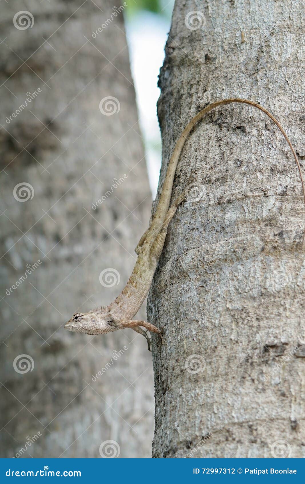 Lizard on a Tree in Camouflage Stock Photo - Image of nature, species ...