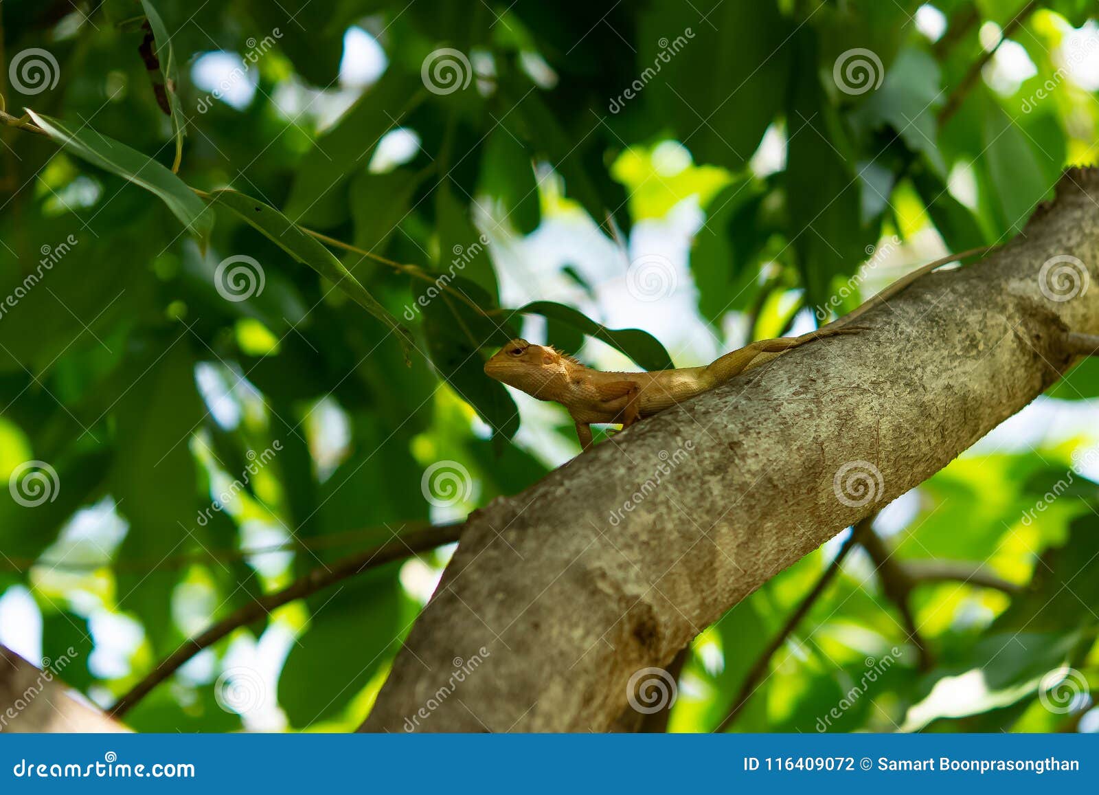 Lizard on a Tree , while the Food Provider Stock Photo - Image of ...