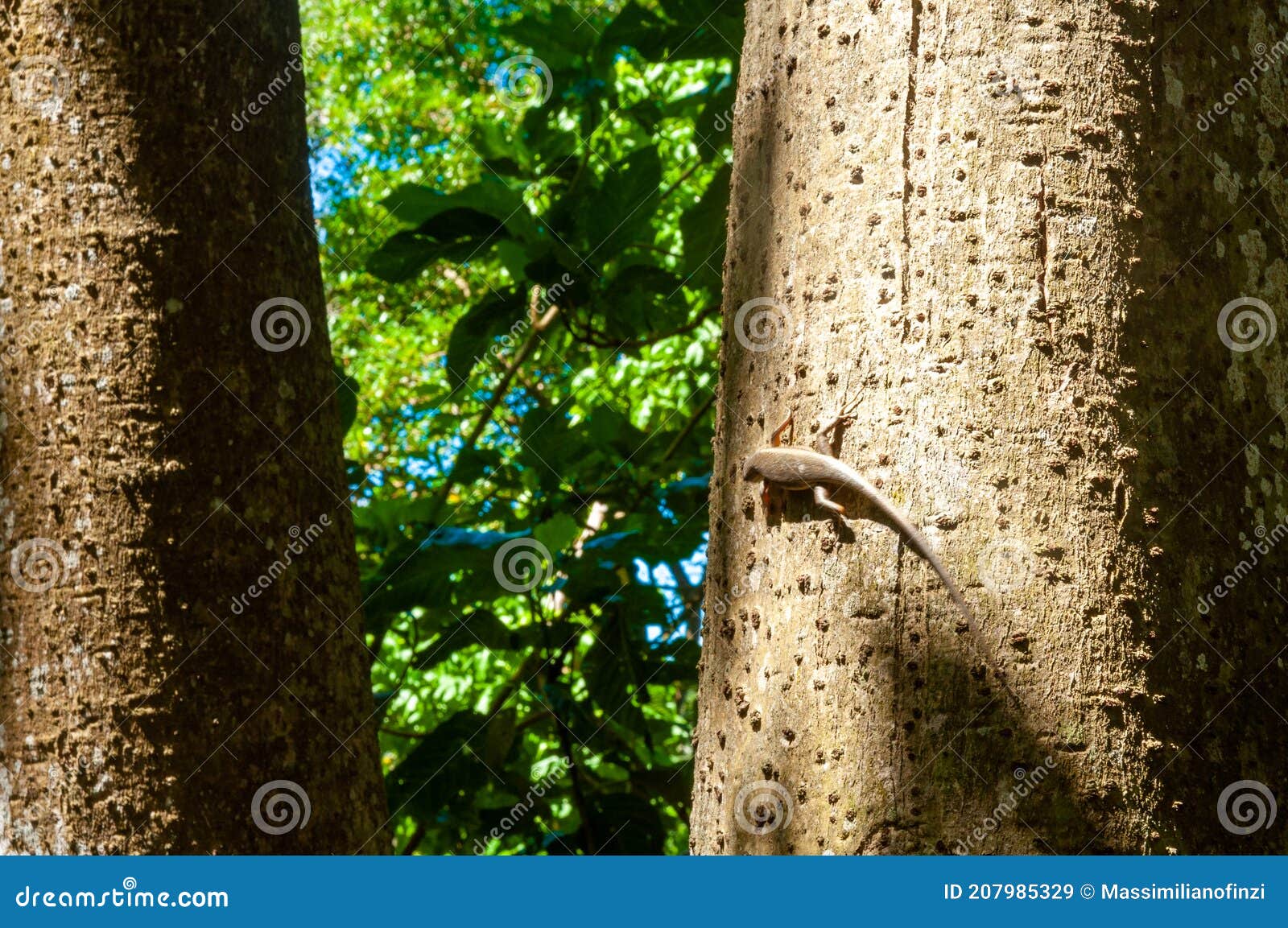 Lizard on the tree forest stock image. Image of horizontal - 207985329