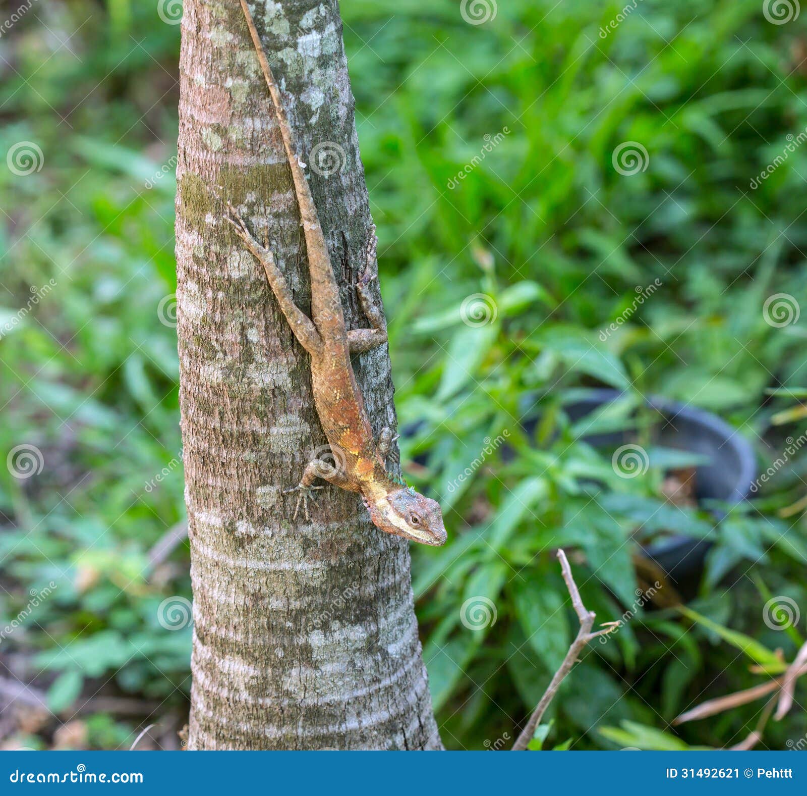 Lizard on the tree stock image. Image of reptile, wildlife - 31492621
