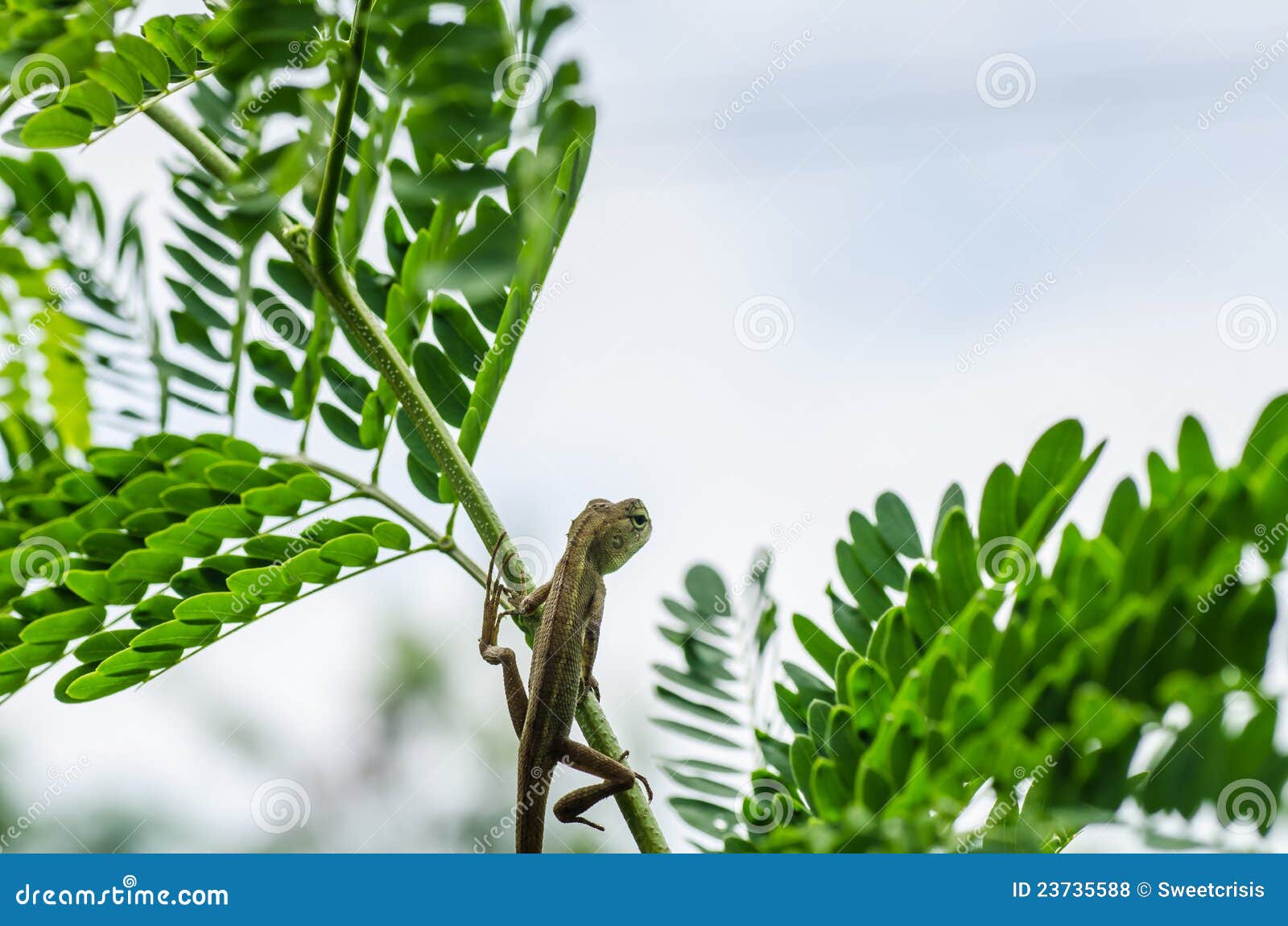 Lizard on the Tree in Green Nature Stock Photo - Image of tropical ...