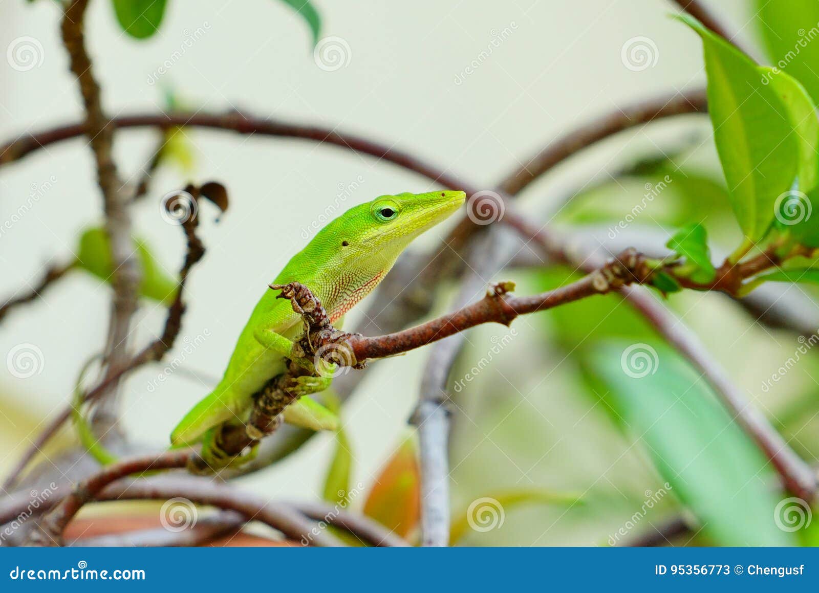 Lizard on tree stock image. Image of animals, brown, cling - 95356773