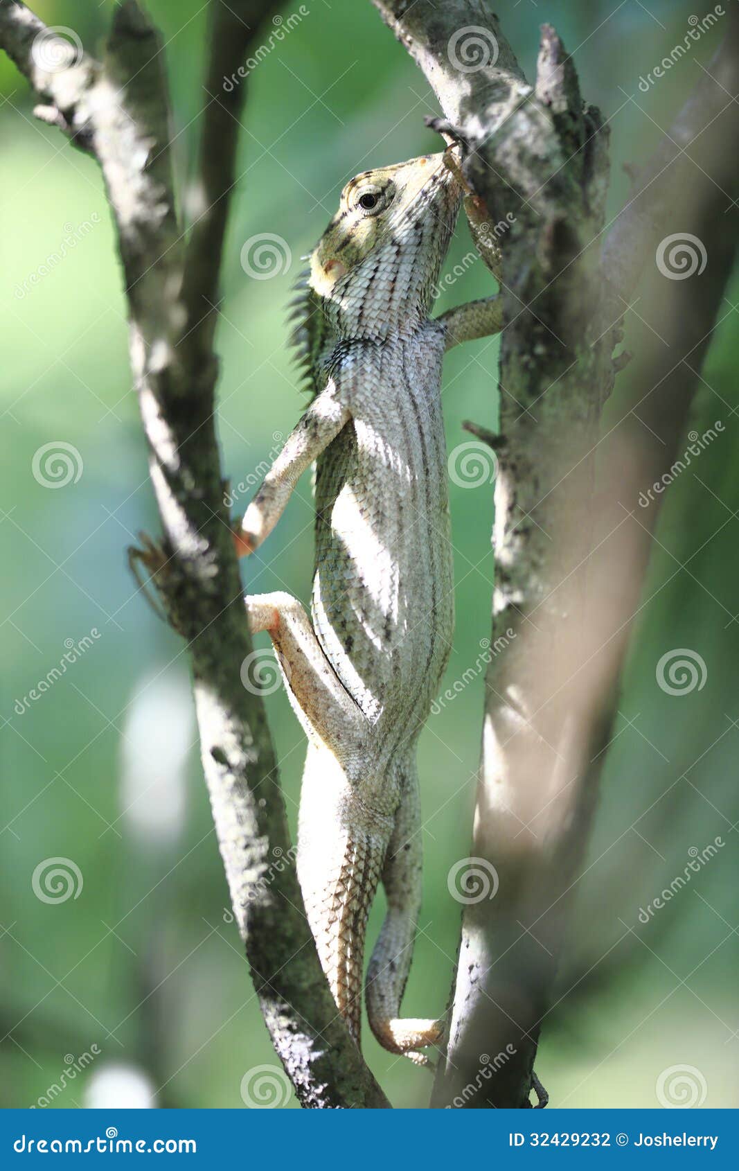 Lizard on tree stock photo. Image of life, wildlife, prey - 32429232