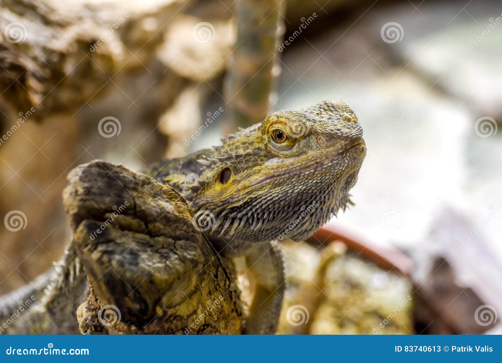 Lizard on a Tree. Pogona Vitticeps Stock Image - Image of vitticeps ...