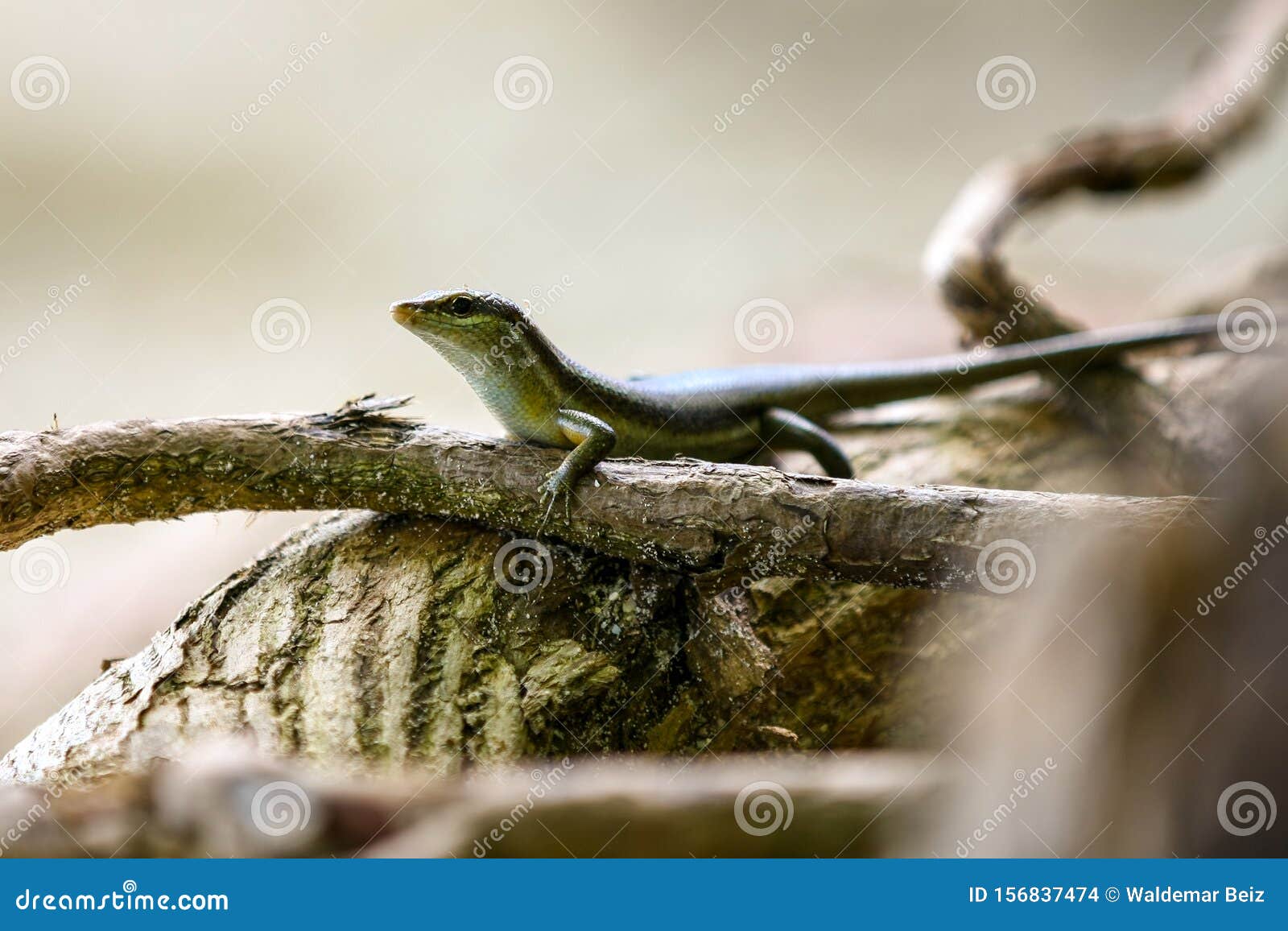 Lizard on a tree stump stock photo. Image of closeup - 156837474