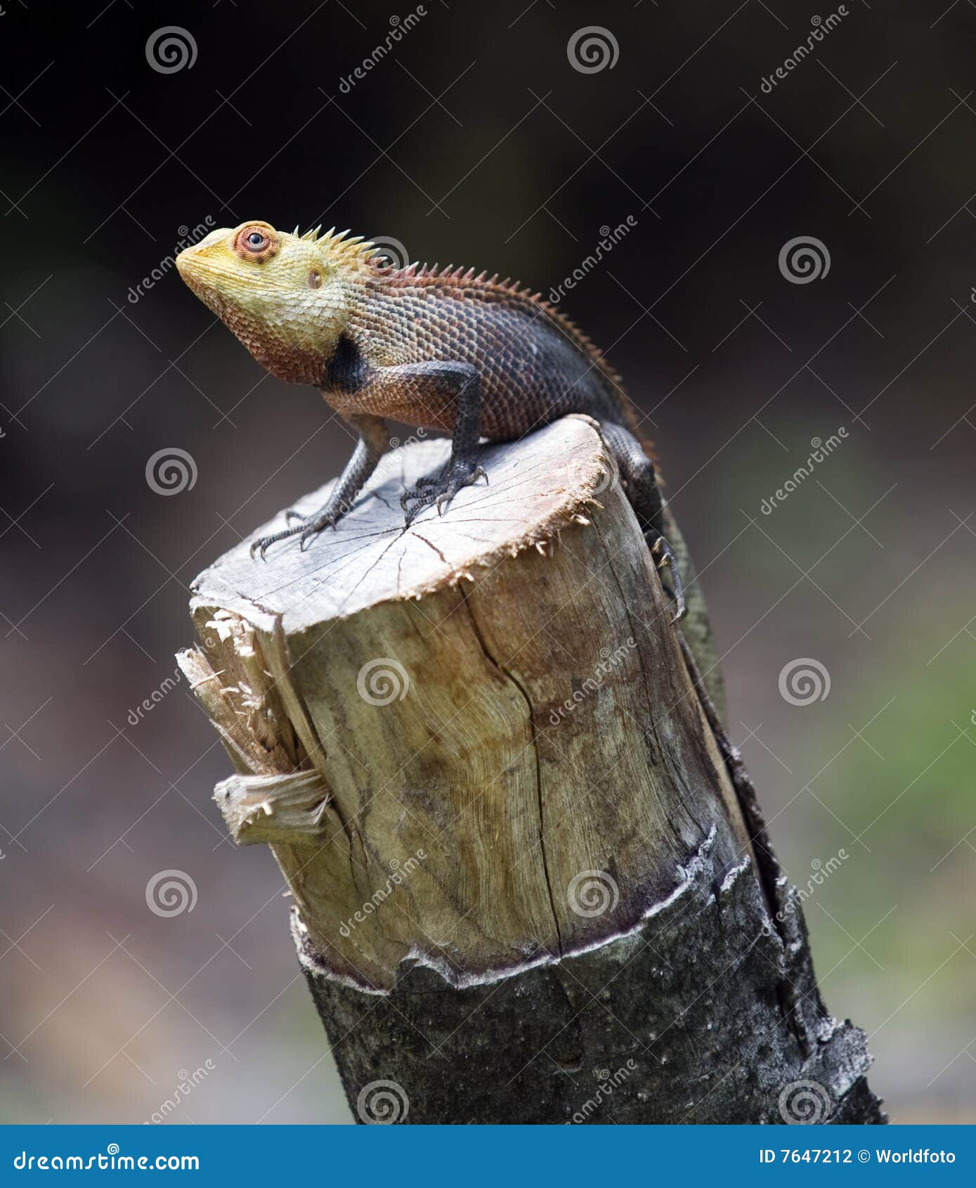 Lizard on Tree Stump Looking Stock Photo - Image of outside, lizard ...