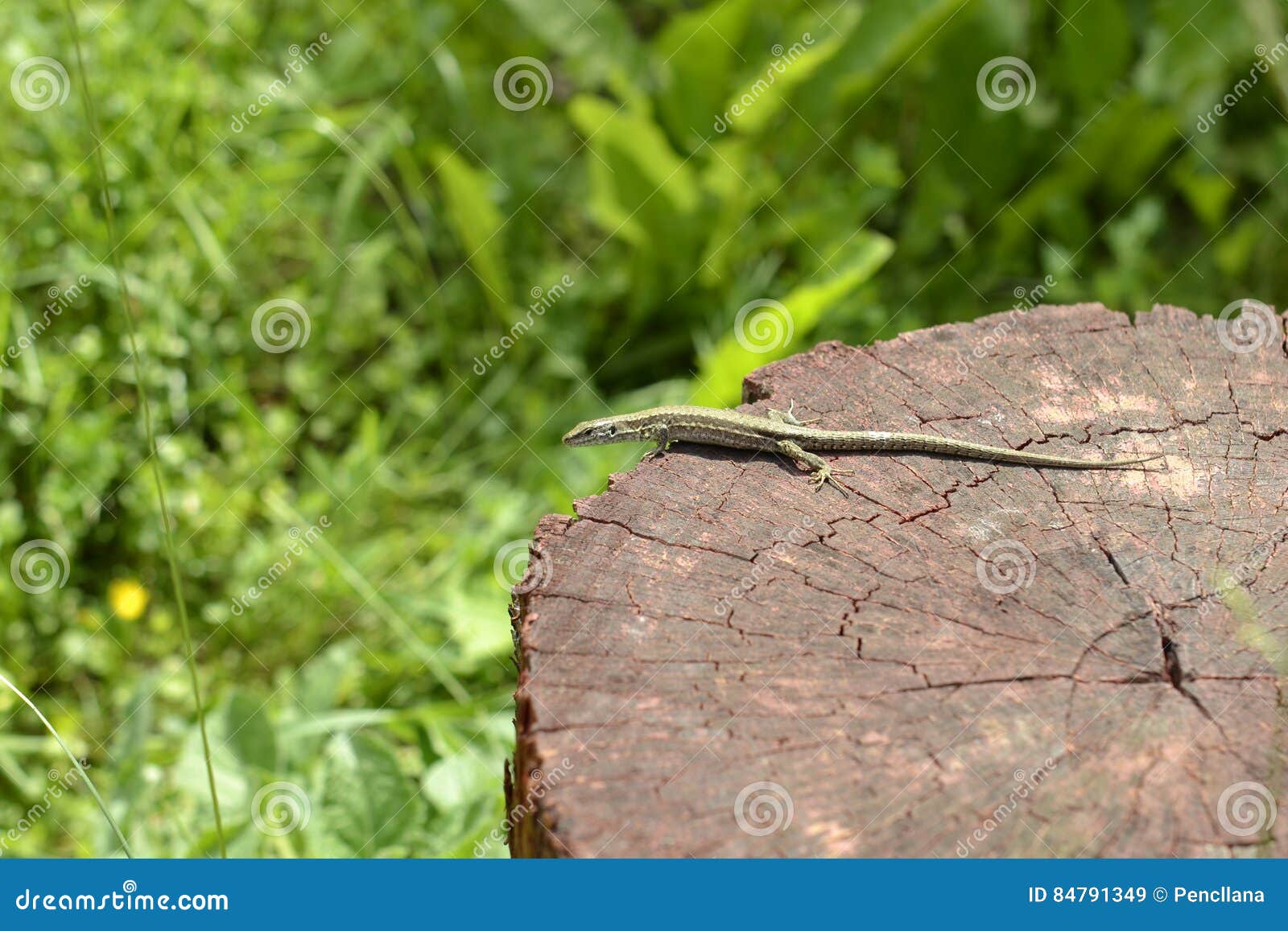 Lizard on a tree stump stock image. Image of stump, animal - 84791349