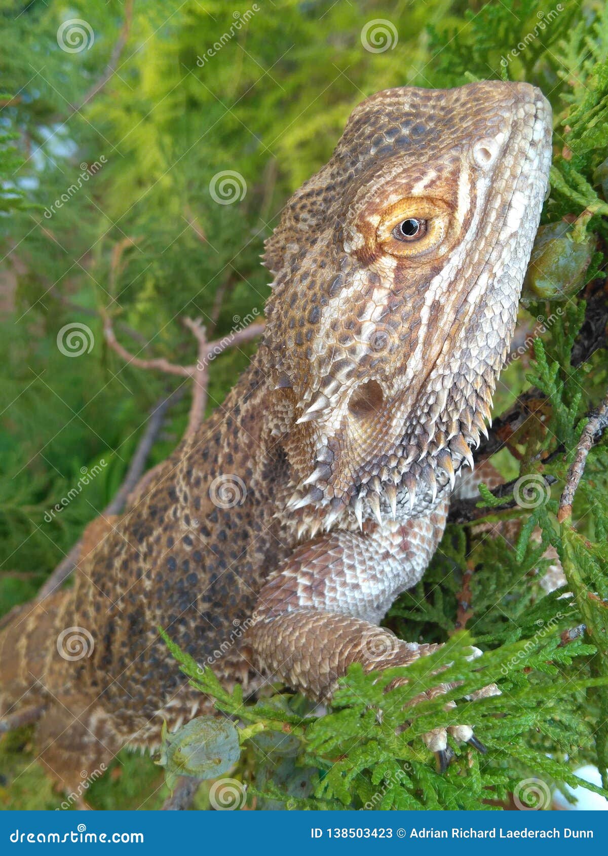 Lizard stock image. Image of tree, lizard, morning, taking - 138503423