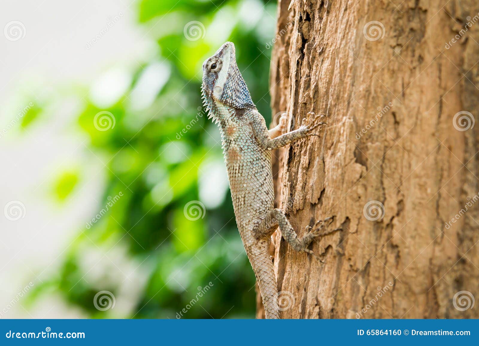 Lizard on the tree stock photo. Image of animals, reptiles - 65864160