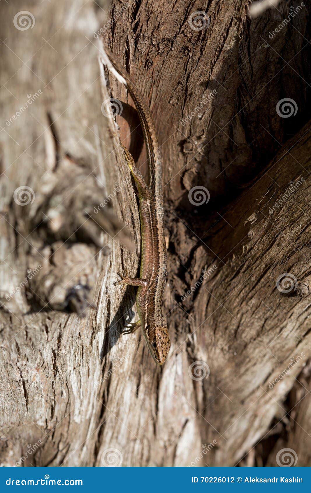 Lizard on the tree stock photo. Image of lies, predator - 70226012
