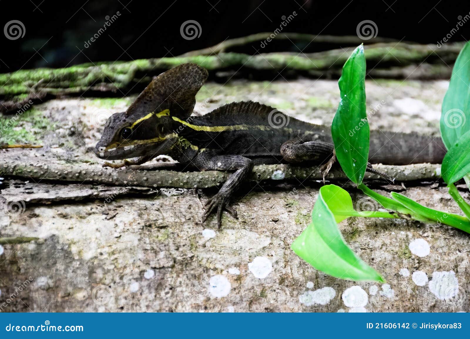 Lizard on a Tree Trunk with Green Leaves Stock Photo - Image of ...