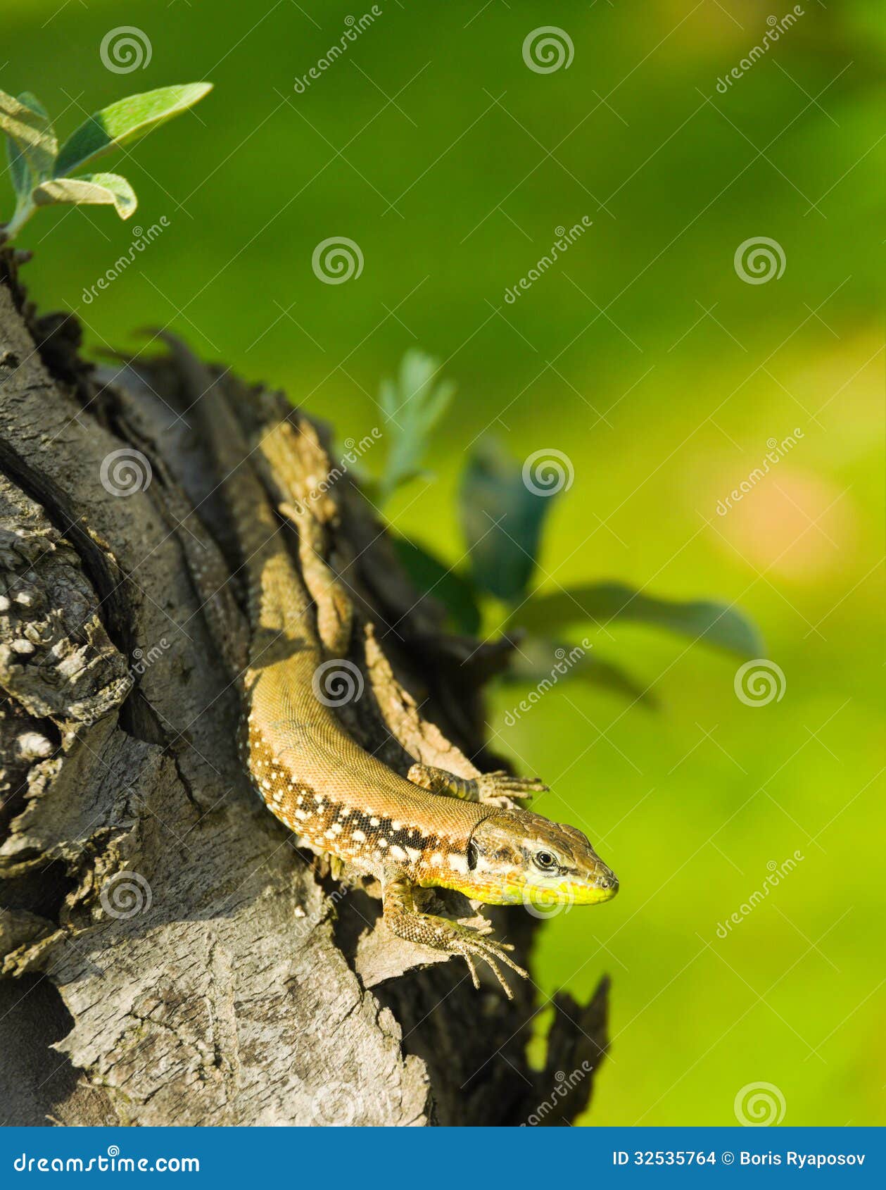 Lizard on tree trunk stock photo. Image of wilderness - 32535764