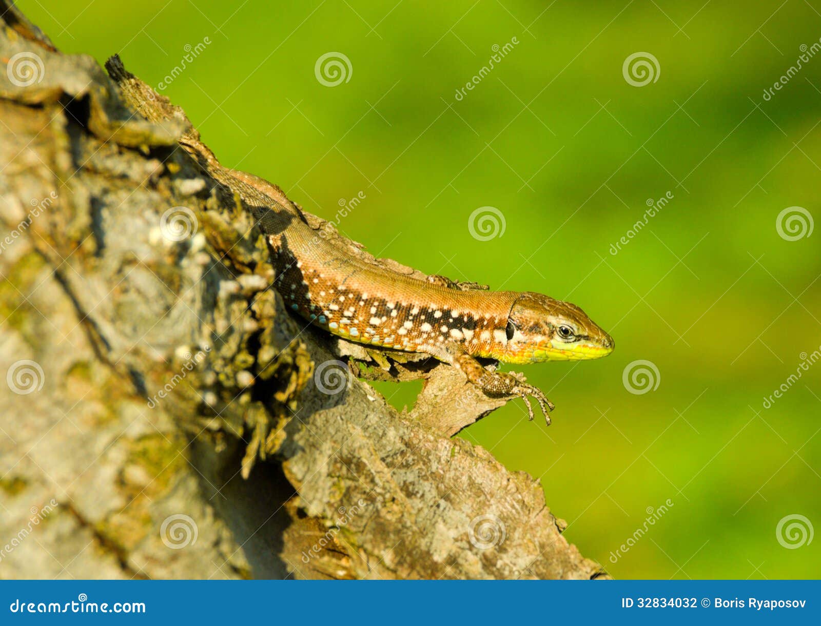 Lizard on tree trunk stock photo. Image of reptiles, closeup - 32834032