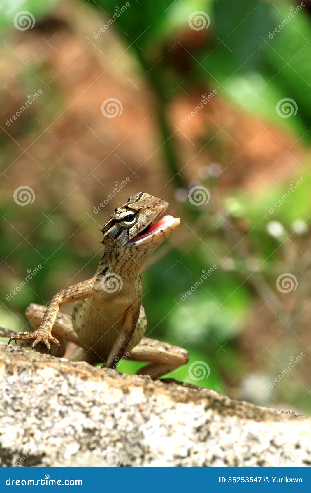 Lizard stock image. Image of vertebrate, zoology, reptiles - 35253547