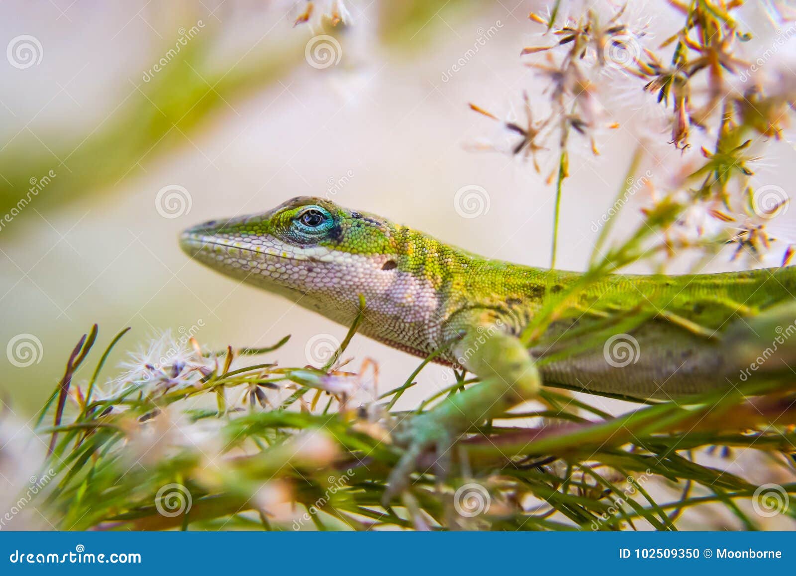 Hidden Lizard stock photo. Image of agama, crawling - 102509350