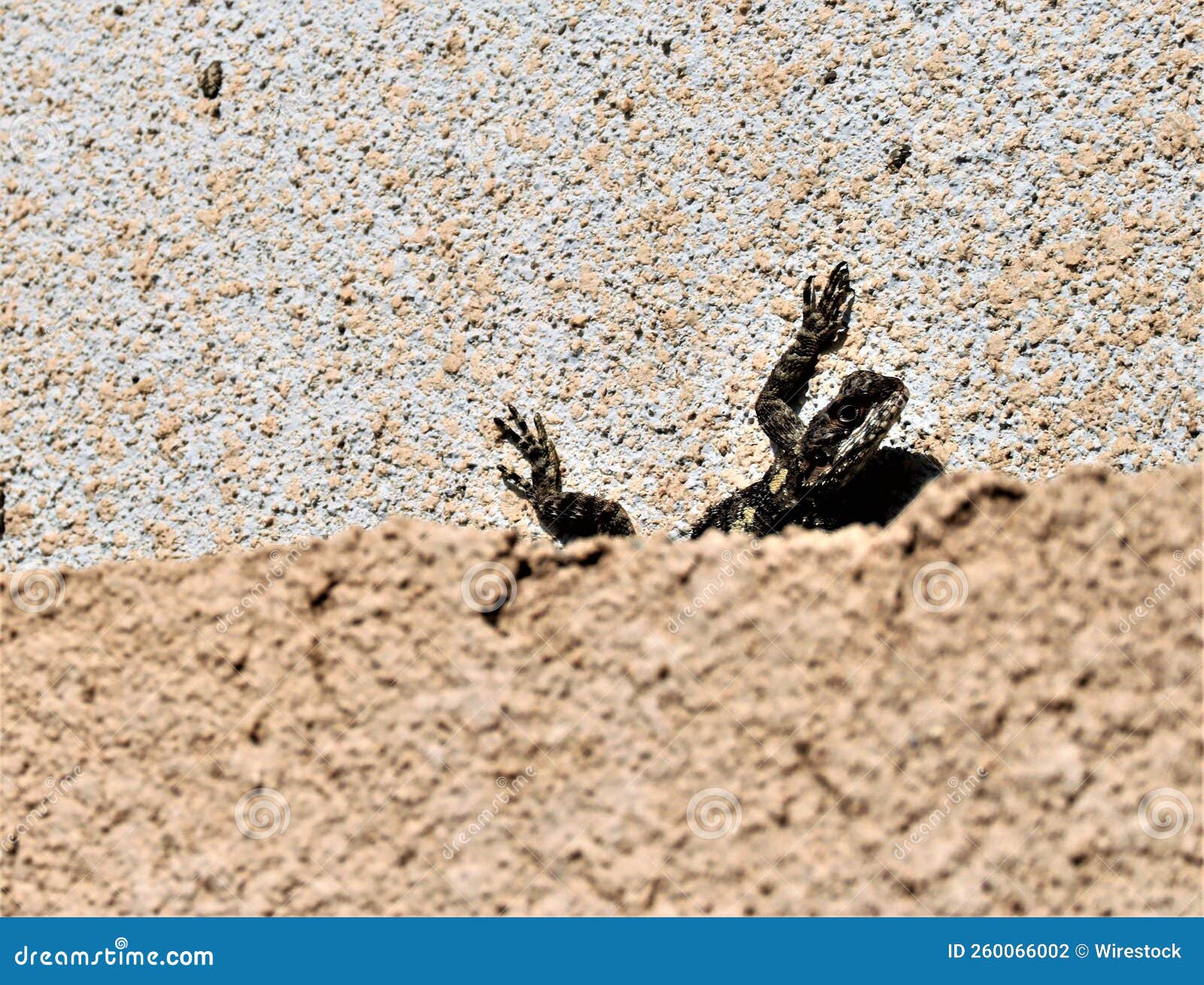 Lizard Trying To Hide Its Body in a Niche of a Concrete Wall Stock ...