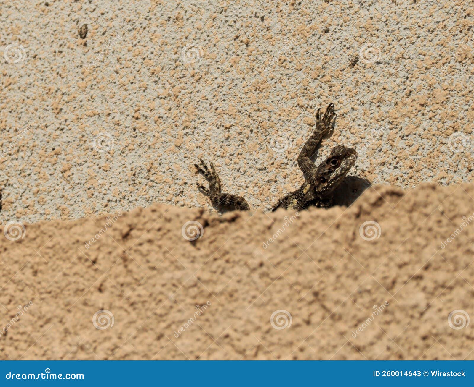 Lizard Trying To Hide in a Niche of a Concrete Wall Stock Image - Image ...