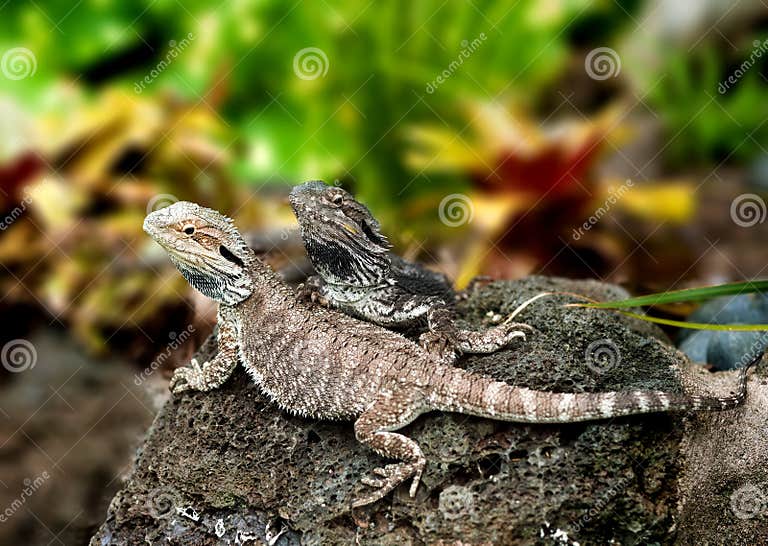 Lizard tuatara stock photo. Image of zealand, blood, dinosaur - 18375496