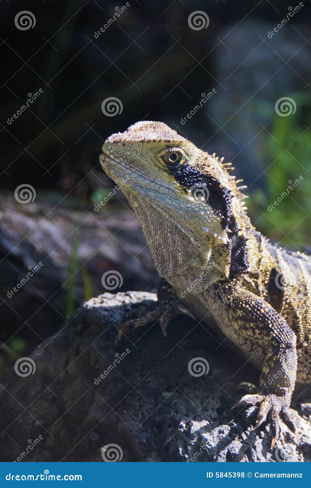 Lizard tuatara stock photo. Image of animal, lizard, company - 5845398