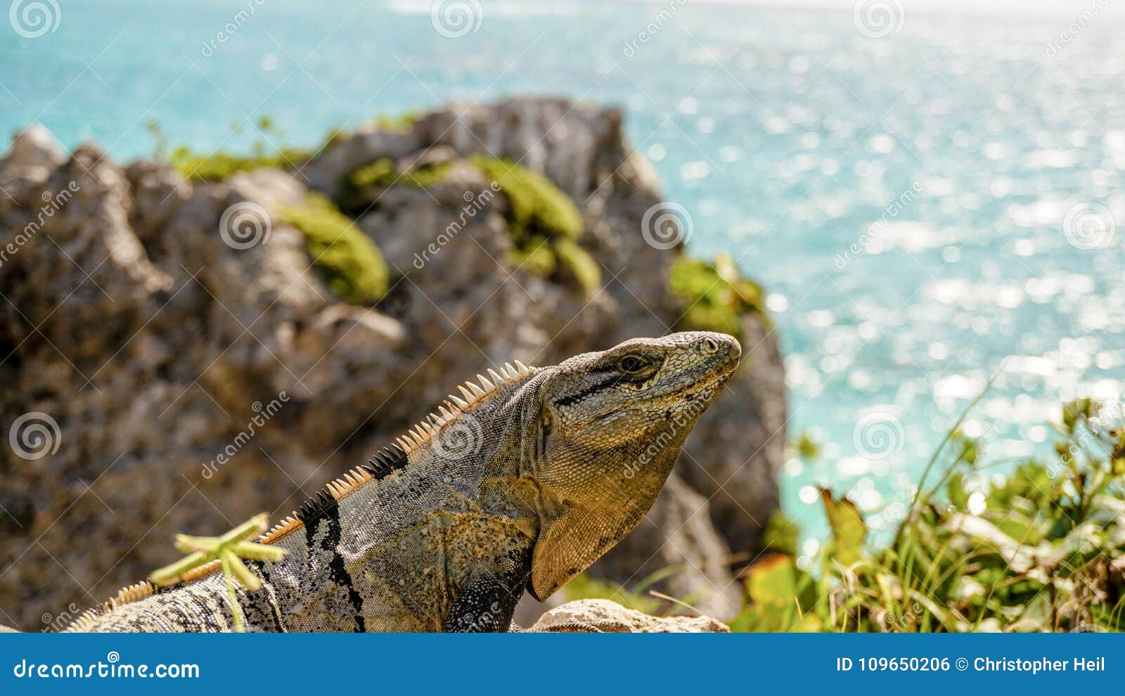 Lizard in Tulum, Mexico. stock photo. Image of nature - 109650206