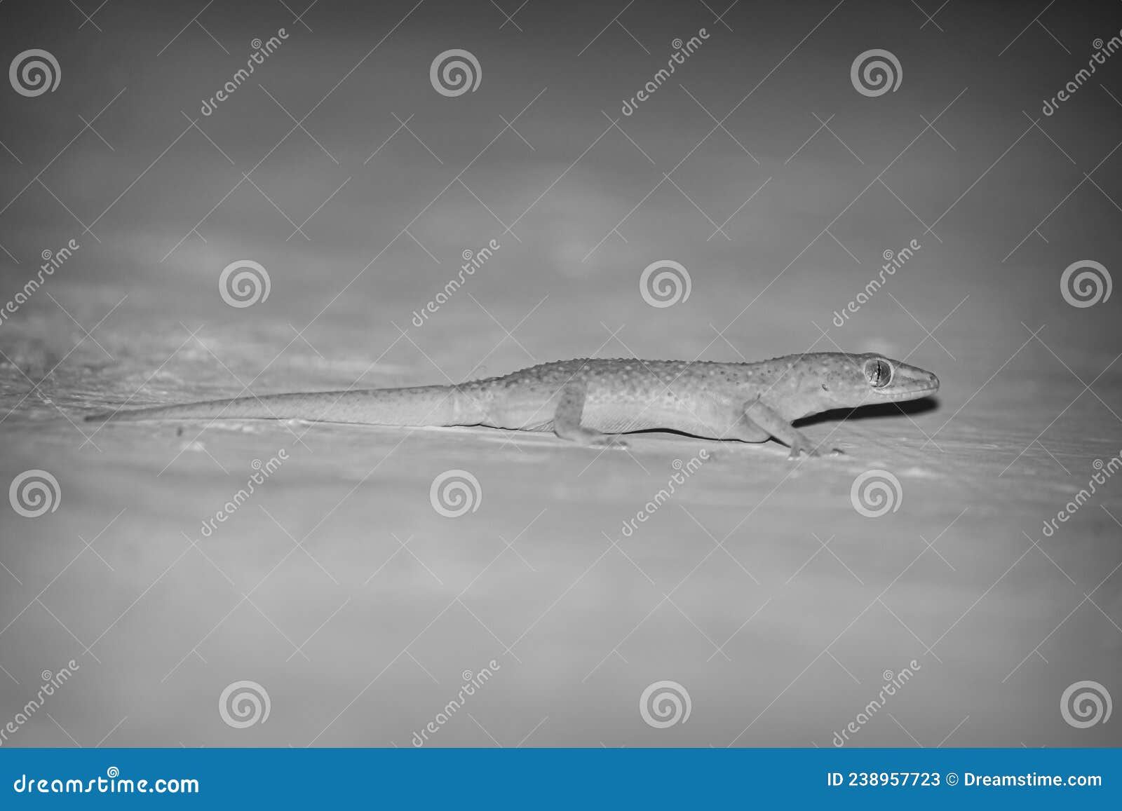 When Lizard Turns Vertical into Horizontal. Stock Image - Image of ...