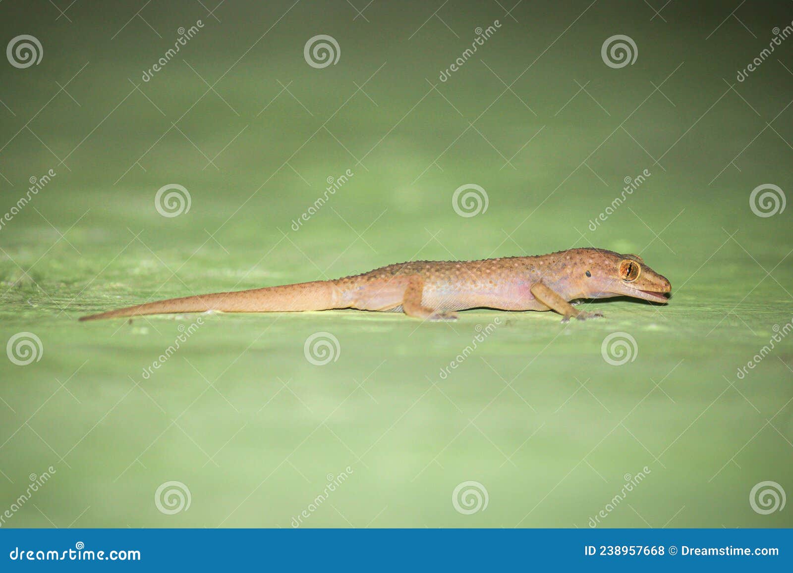 When Lizard Turns Vertical into Horizontal. Stock Photo - Image of hand ...