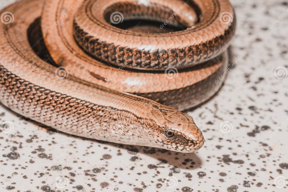 A Lizard Twisted in a Circle Basks in the Sun, a Slow and Timid ...