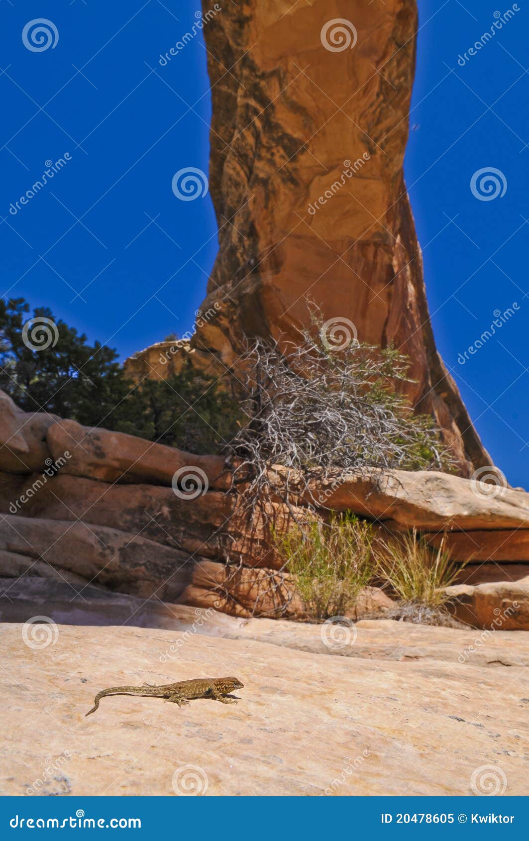 Lizard Under Natural Bridge Stock Image - Image of desert, green: 20478605