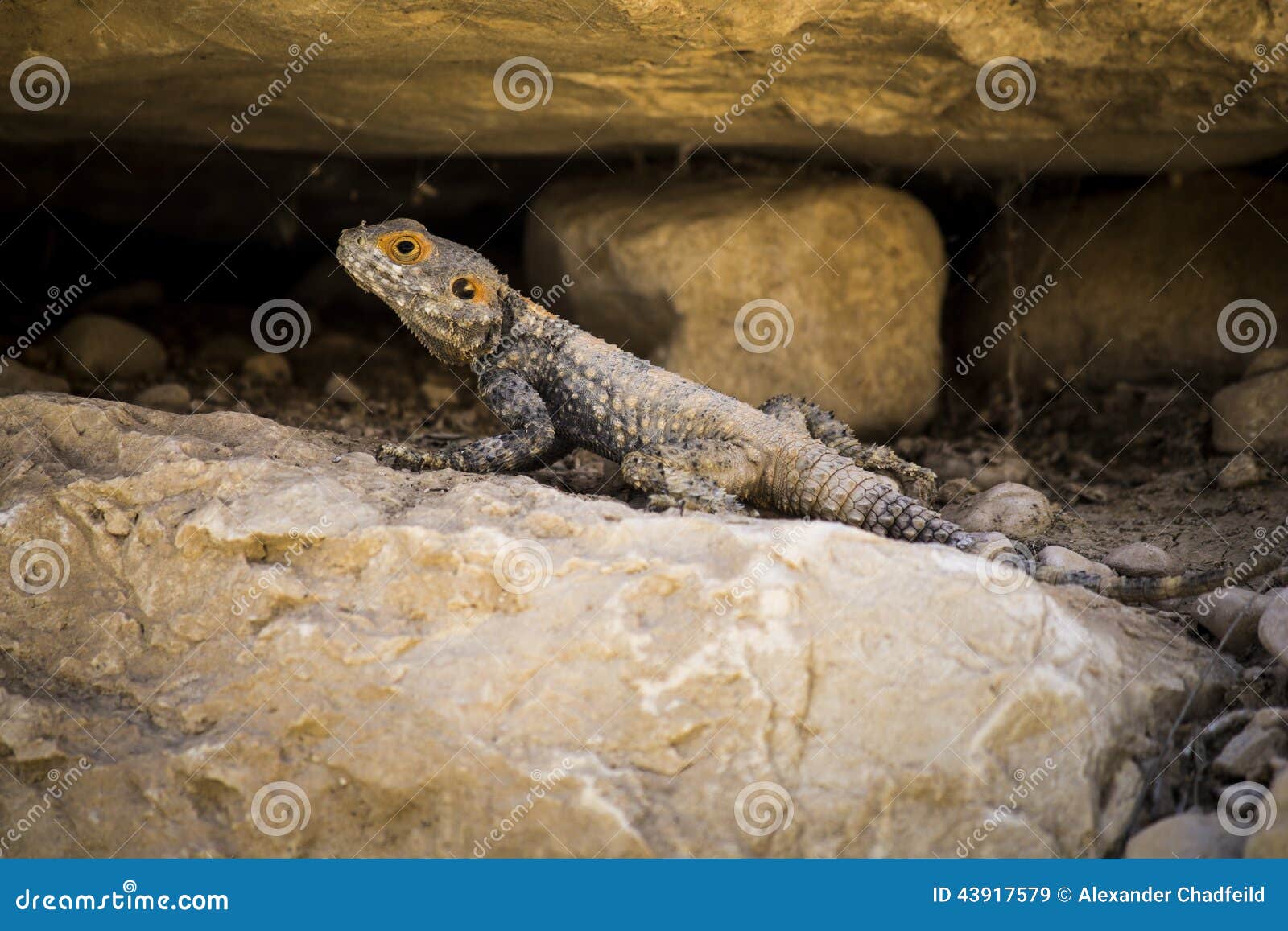 Lizard Under Stone in the Desert Stock Image - Image of beauty, desert ...