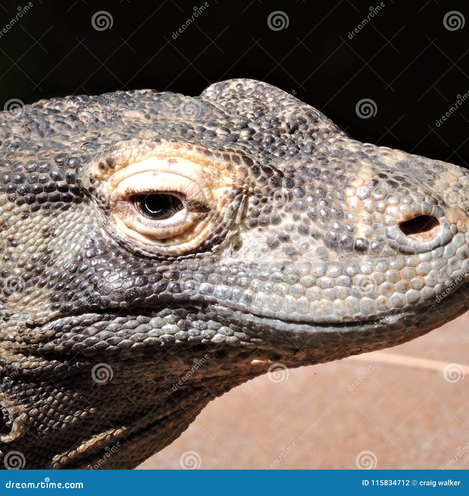 Lizard stock photo. Image of face, lizards, close, lizard - 115834712