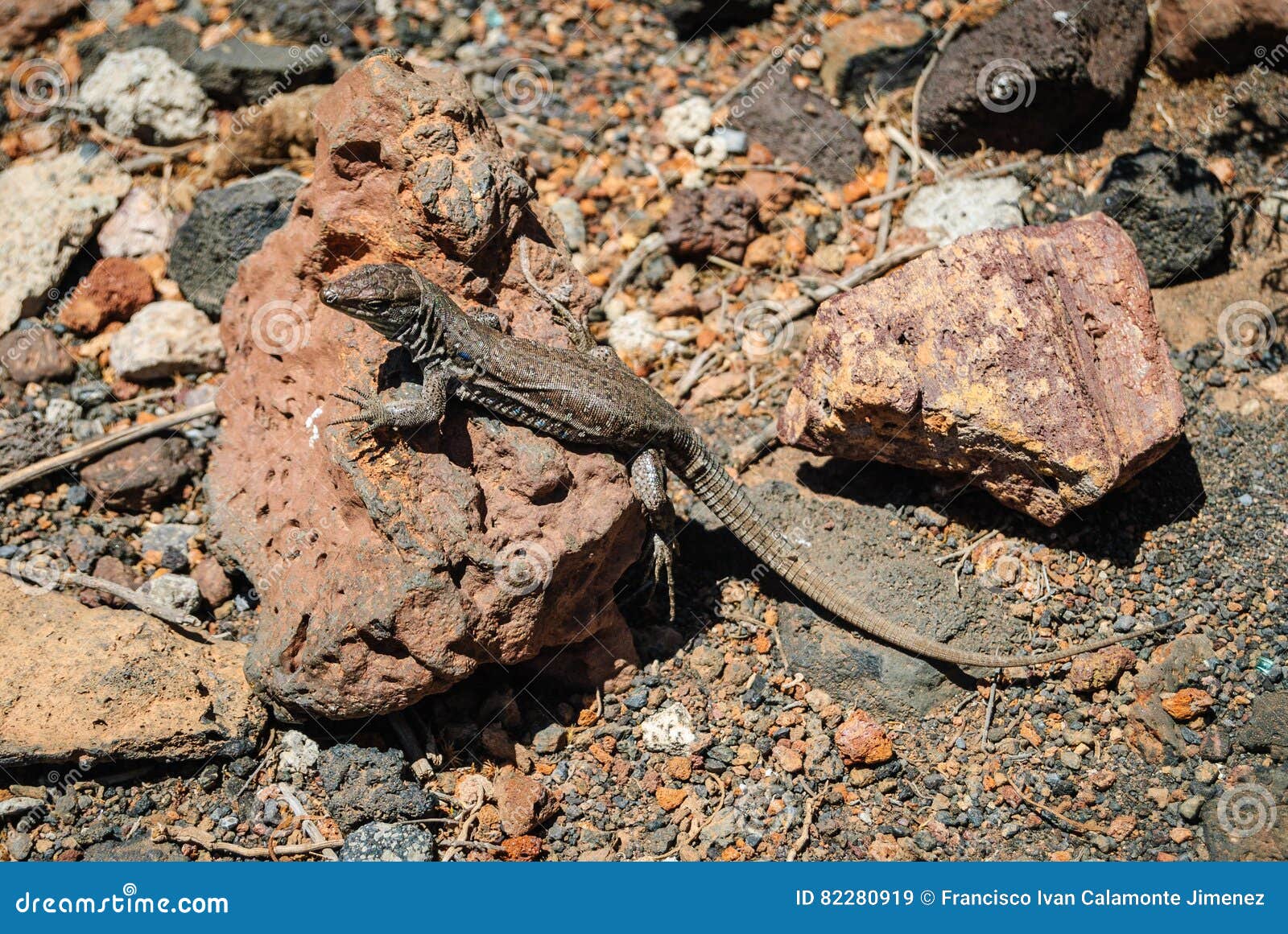 Lizard on volcanic stone stock image. Image of wild, gallotia - 82280919