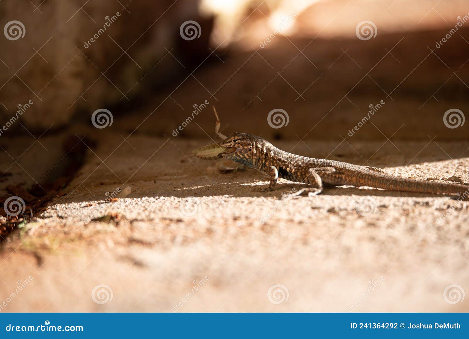 Lizard vs mole cricket stock photo. Image of desert - 241364292