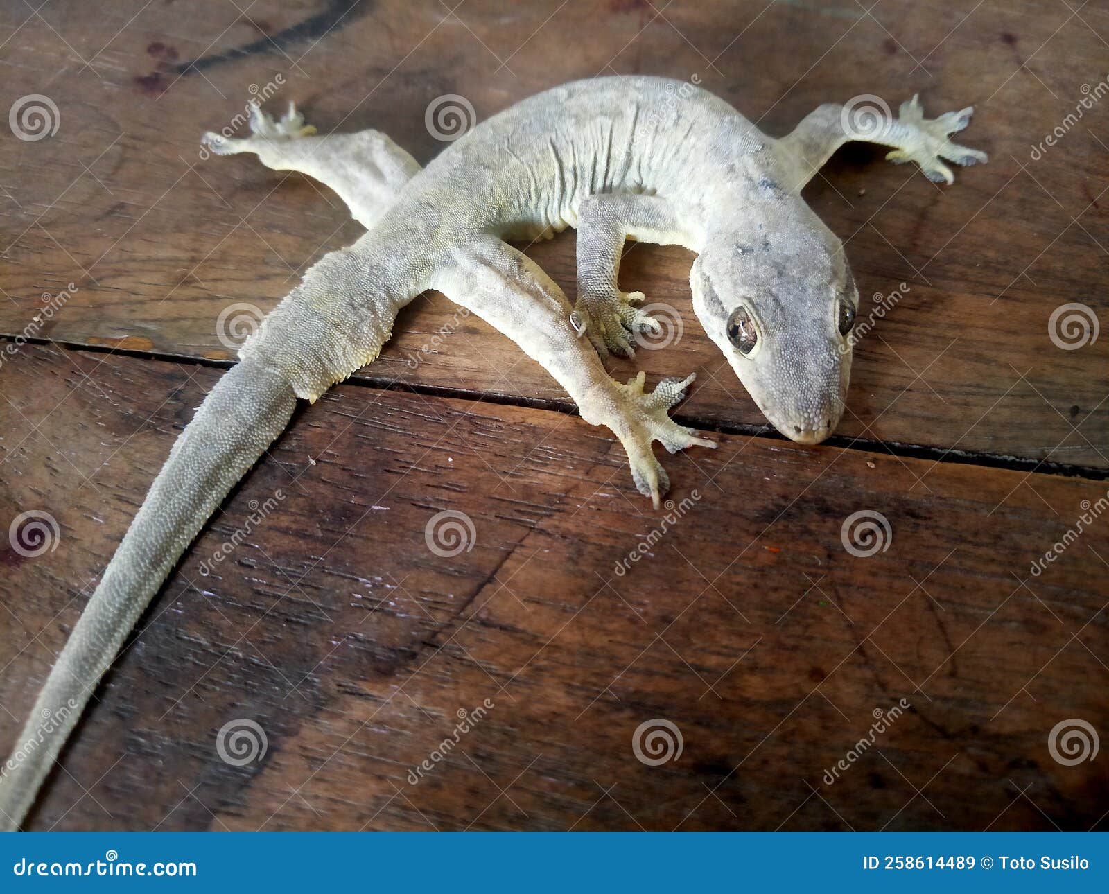The Lizard is Waiting for Its Prey Stock Image - Image of animal ...